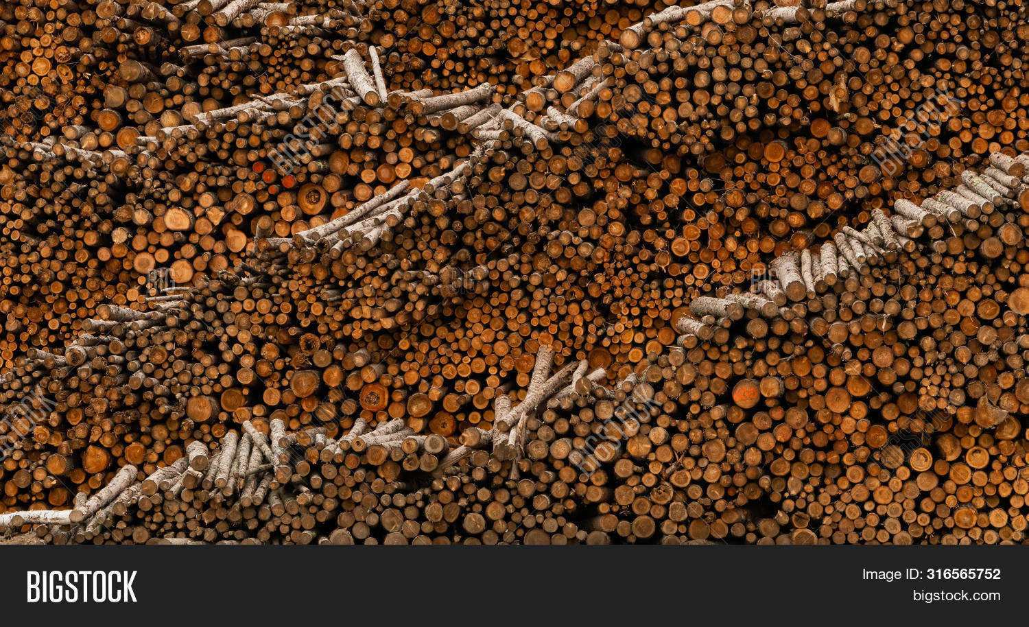 Stacks Drying Logs Image & Photo (Free Trial) | Bigstock