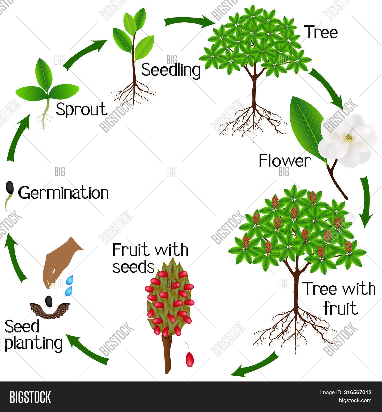 Growth Cycle Magnolia Vector & Photo (Free Trial) | Bigstock