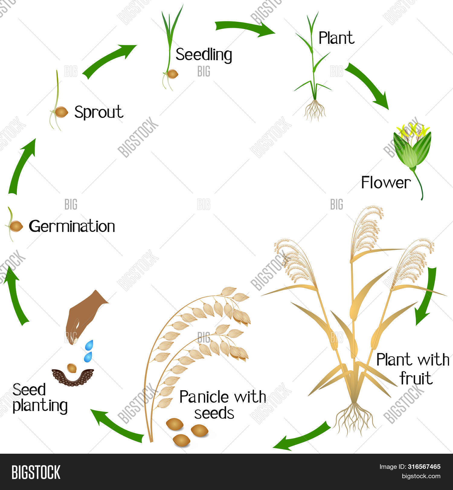 Growth Cycle Millet Vector & Photo (Free Trial) | Bigstock