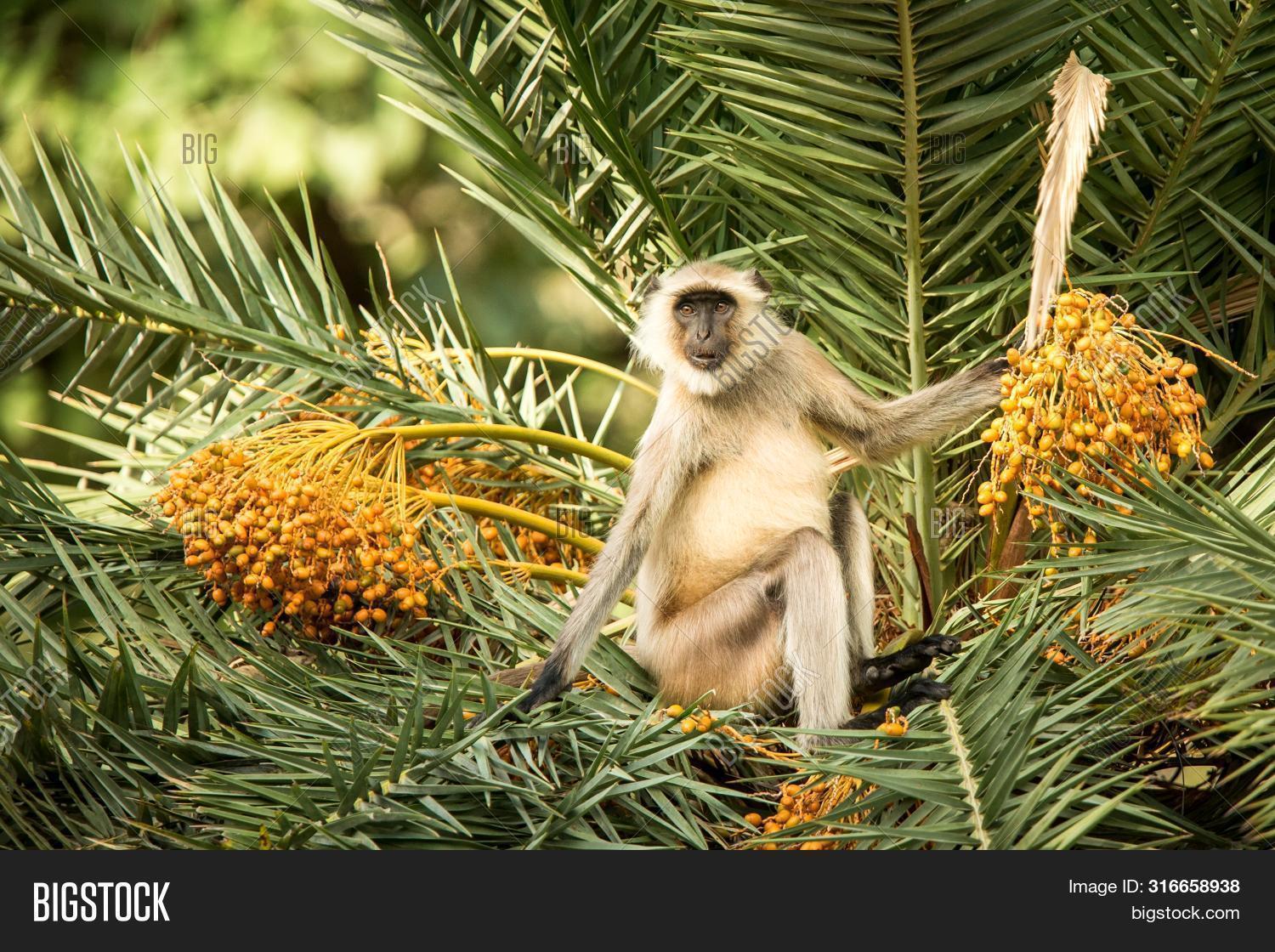 Gray Langurs, Sacred Image & Photo (Free Trial) | Bigstock