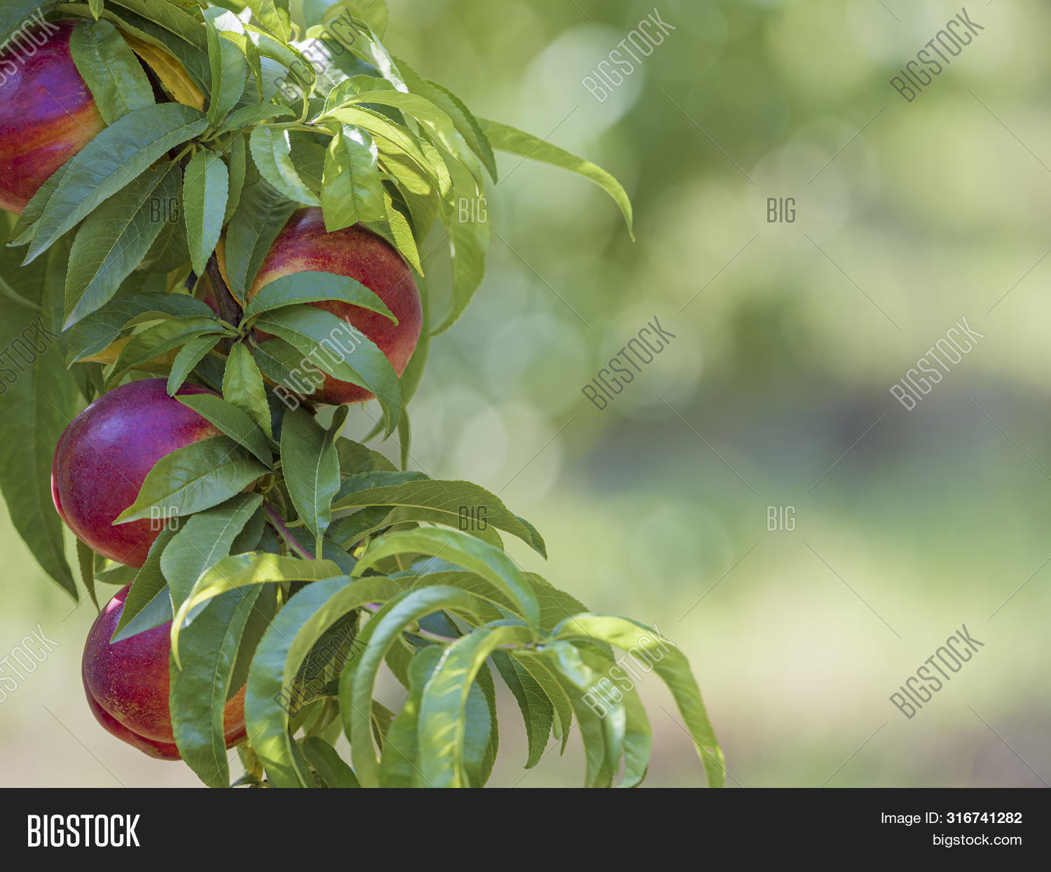 Branch Fruits Natural Image & Photo (Free Trial) | Bigstock