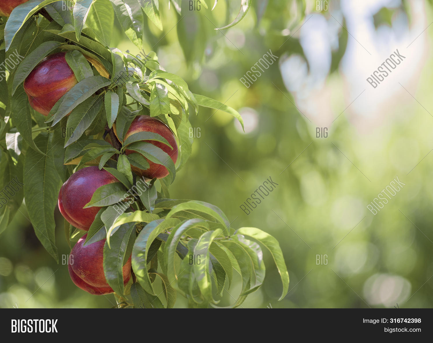 Branch Fruits Natural Image & Photo (Free Trial) | Bigstock