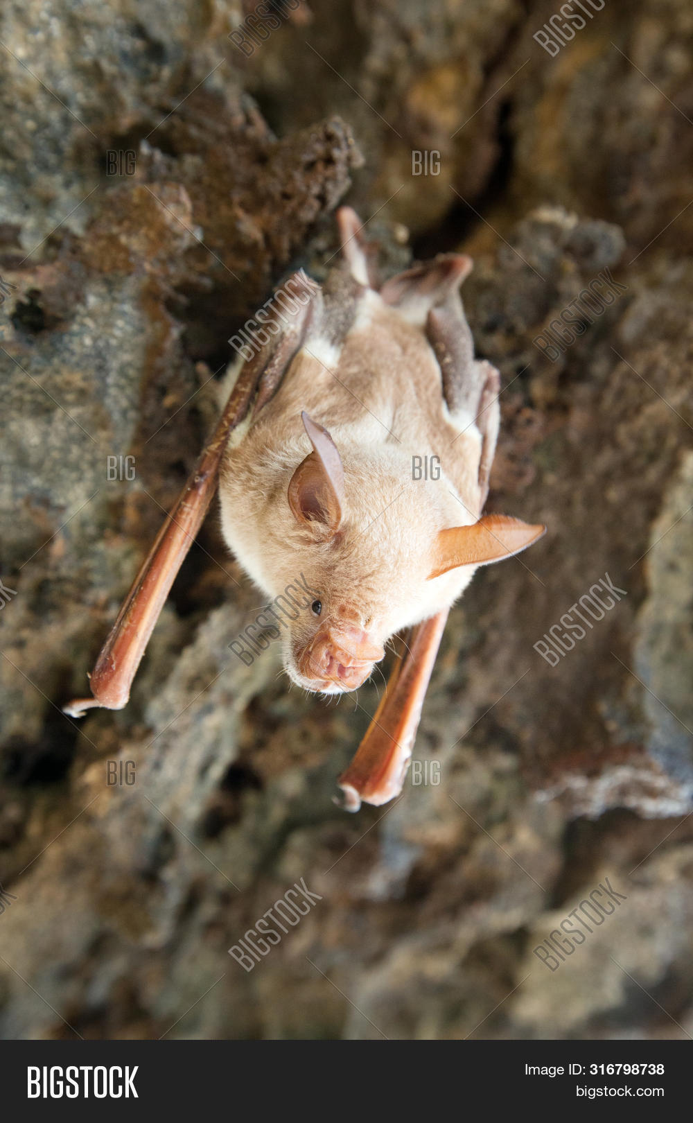 Vampire Bat Sleeping Image & Photo (Free Trial) | Bigstock
