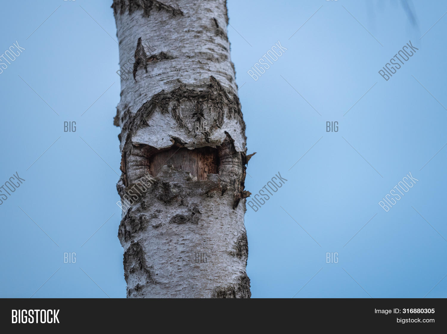 Main Focus On Trees Image & Photo (Free Trial) | Bigstock
