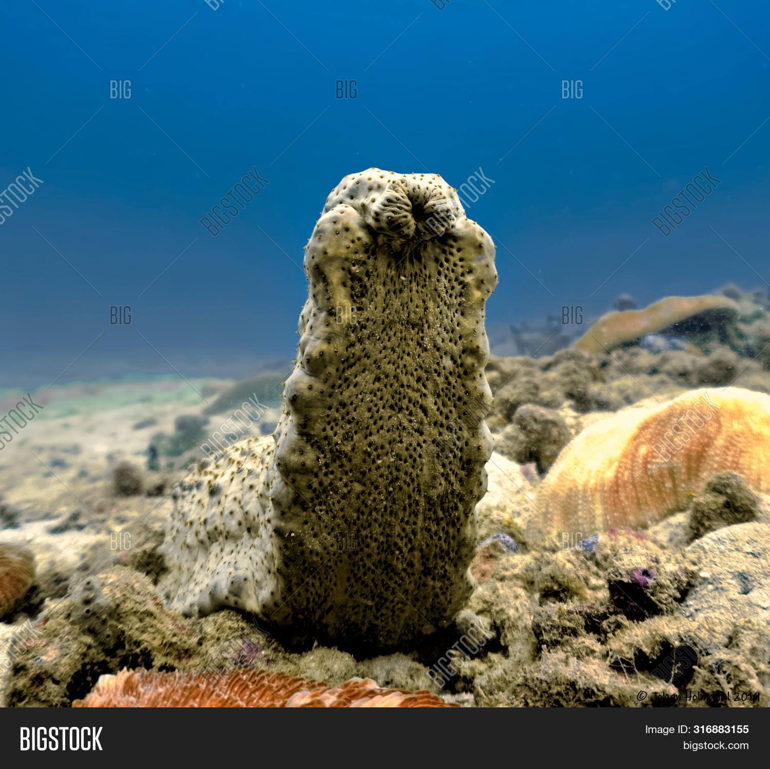 Underwaterphoto Giant Image & Photo (Free Trial) | Bigstock