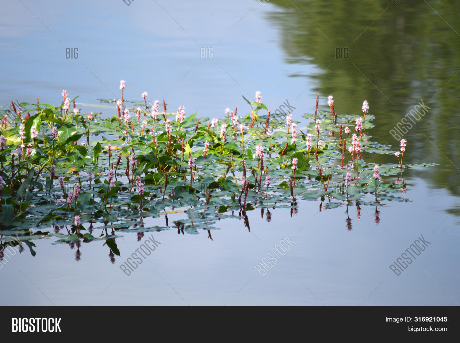 Floating Flowers Water Image & Photo (Free Trial) | Bigstock