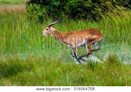 Running Antelope Image & Photo (Free Trial) | Bigstock