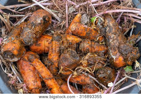 Rotten Carrots. Image & Photo (Free Trial) | Bigstock