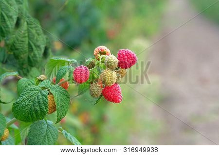 Red Raspberries Images, Illustrations & Vectors (Free) - Bigstock