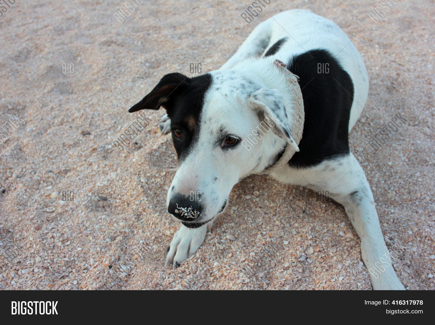 Cute Black White Image & Photo (Free Trial) | Bigstock