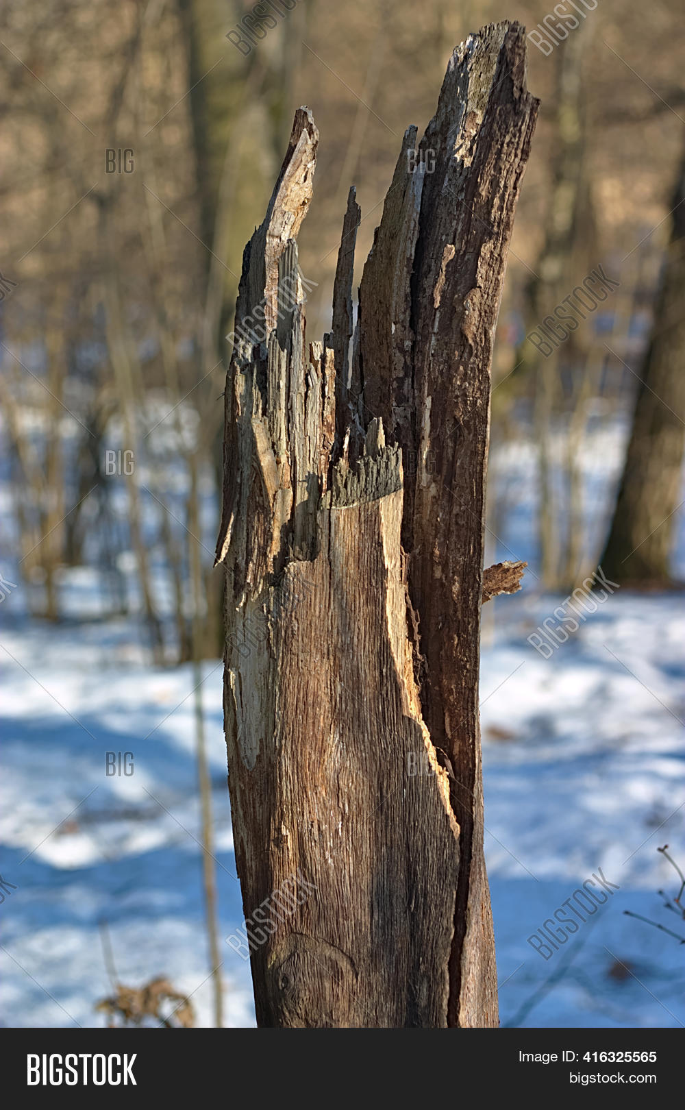 Stump Broken Tree Image & Photo (Free Trial) | Bigstock