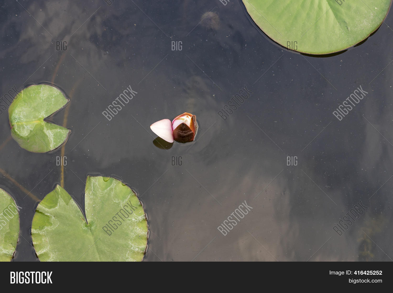 Water Lily Bud Water. Image & Photo (Free Trial) | Bigstock