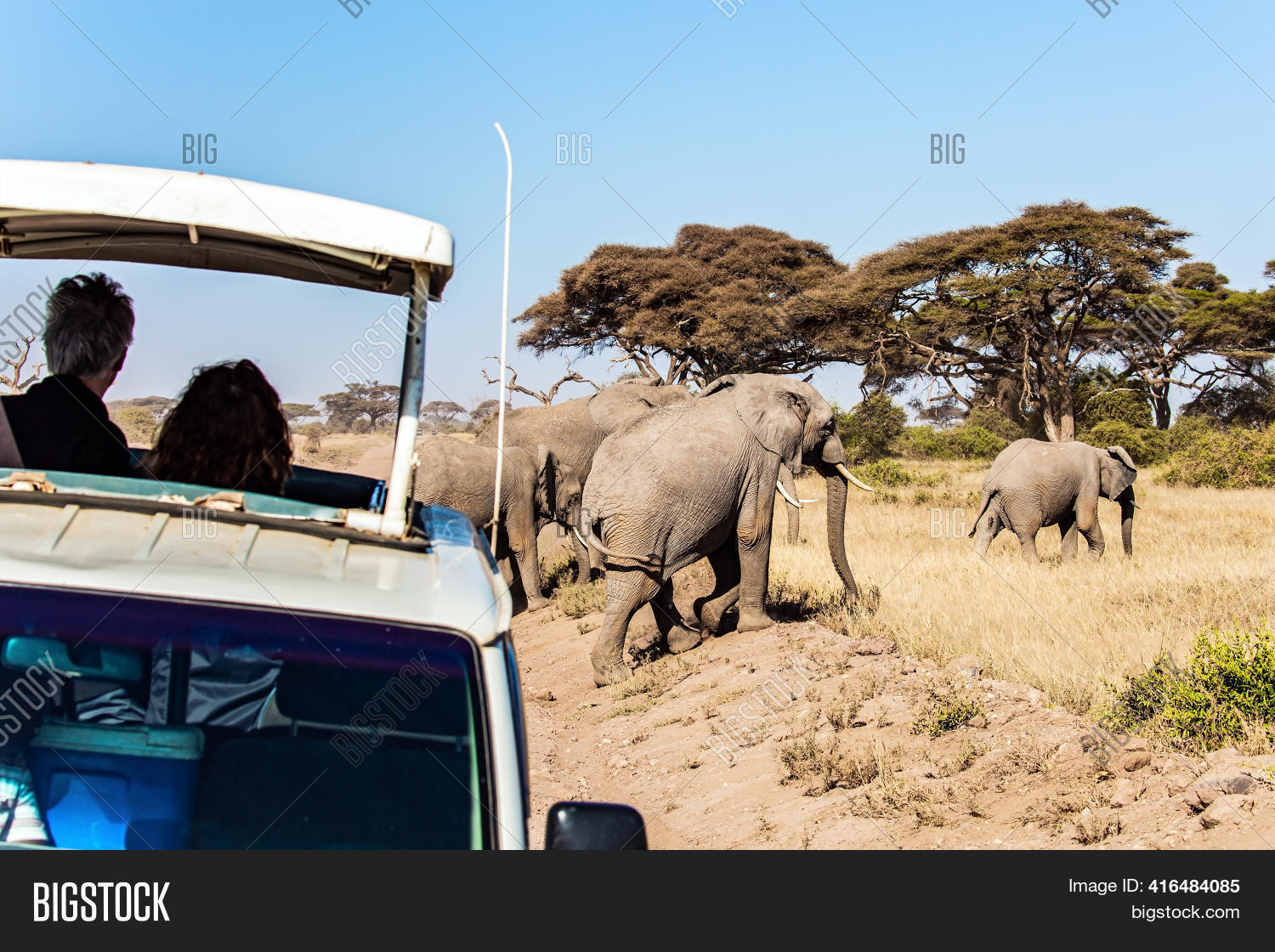 Wild Animals Freely Image & Photo (Free Trial) | Bigstock