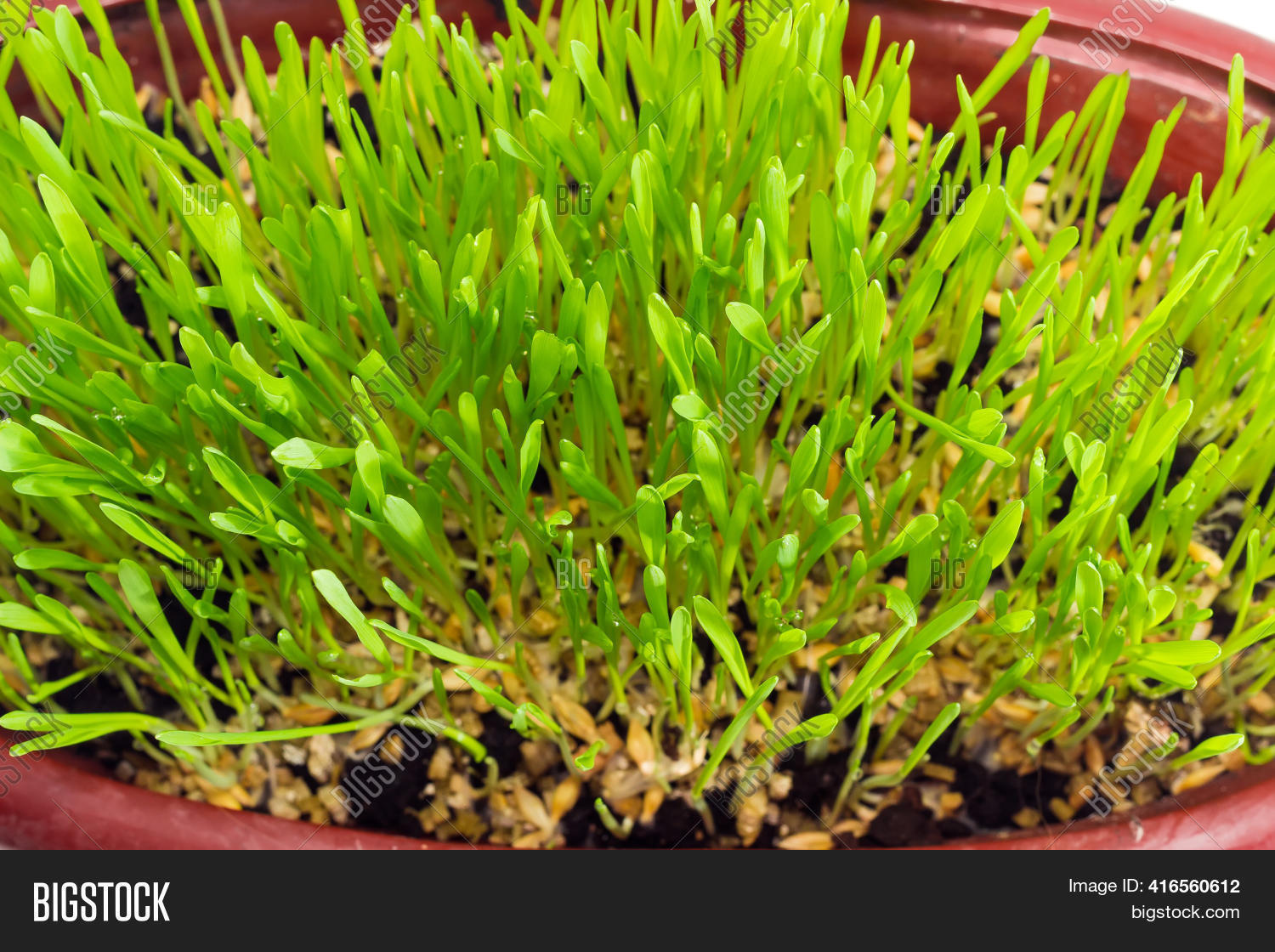 Young Sprouts Barley Image & Photo (Free Trial) | Bigstock