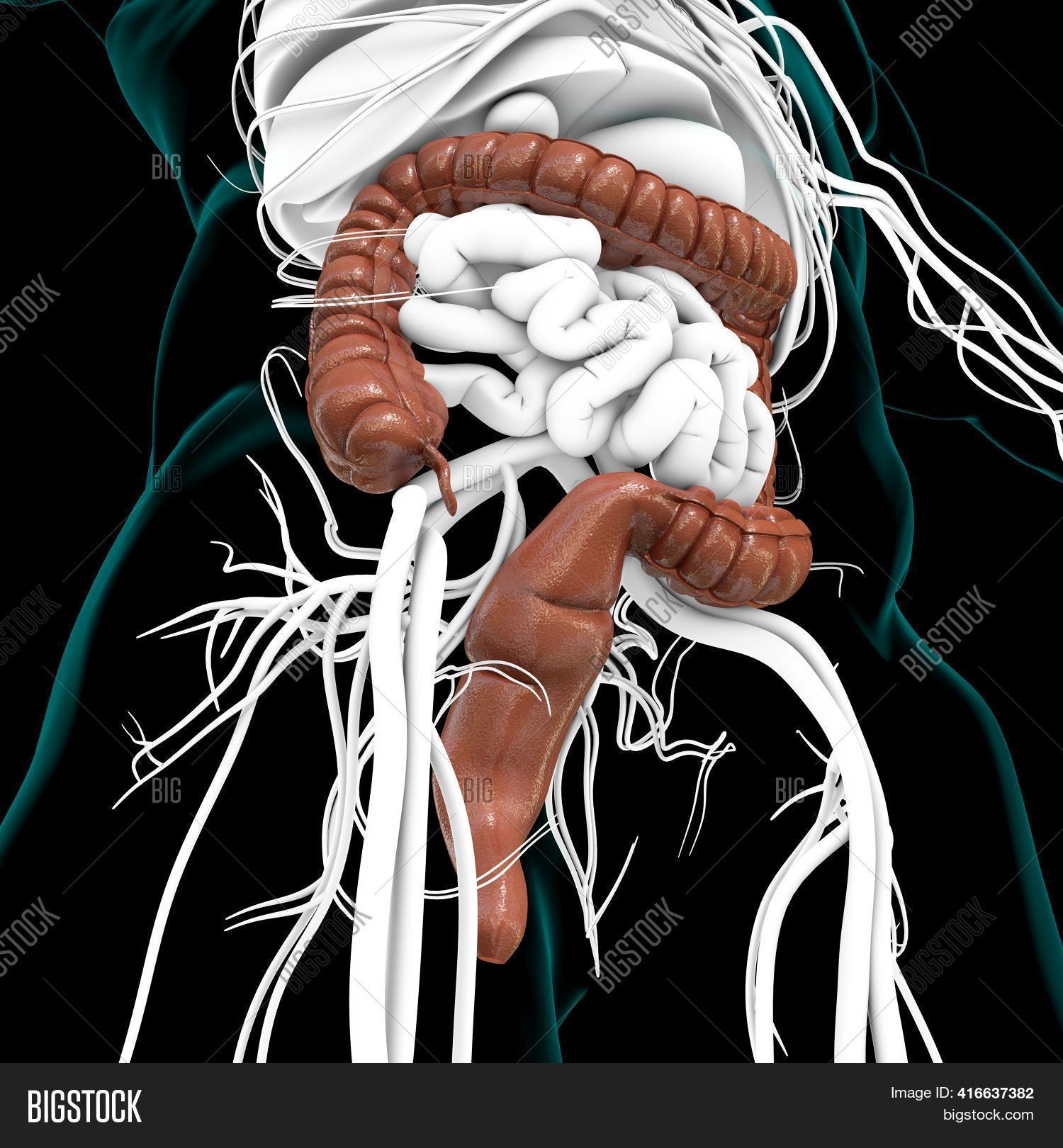 Large Intestine 3D Image & Photo (Free Trial) | Bigstock