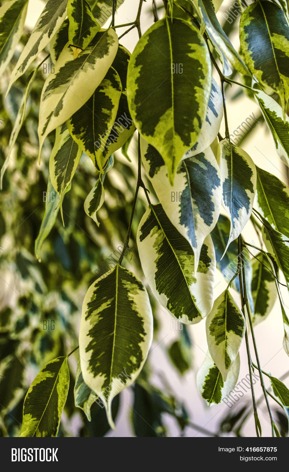 Motley Background Image & Photo (Free Trial) | Bigstock