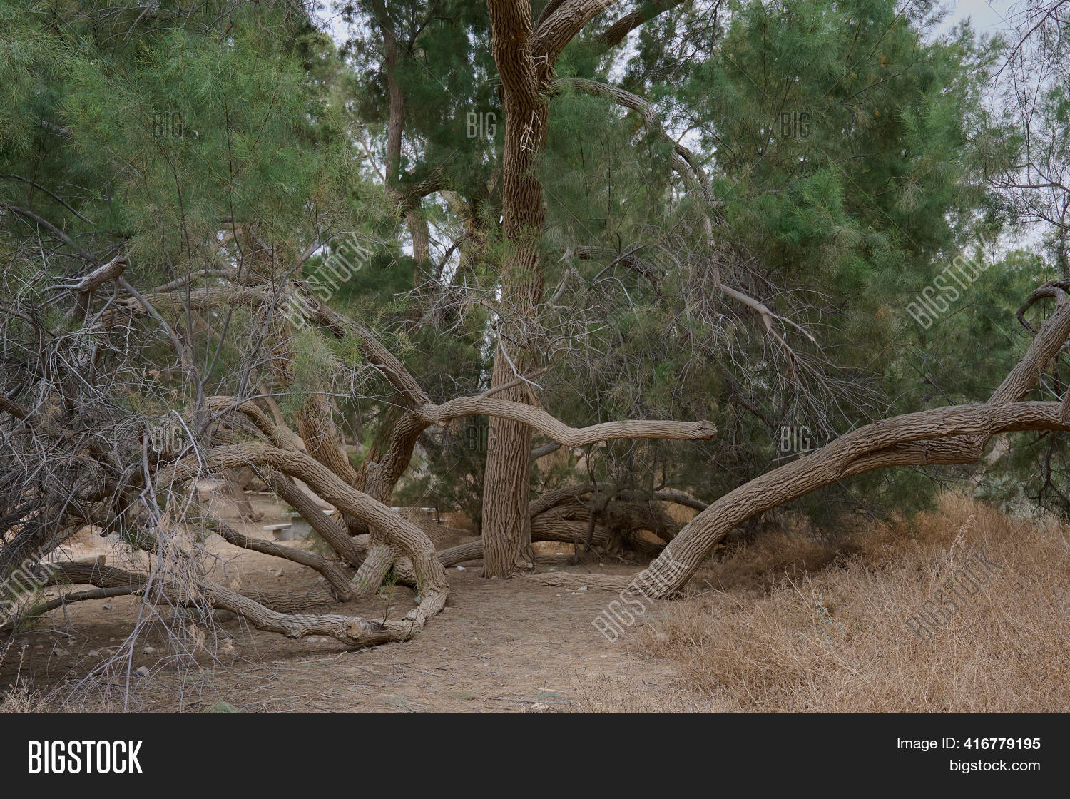 Huge Curved Trees Image & Photo (Free Trial) | Bigstock