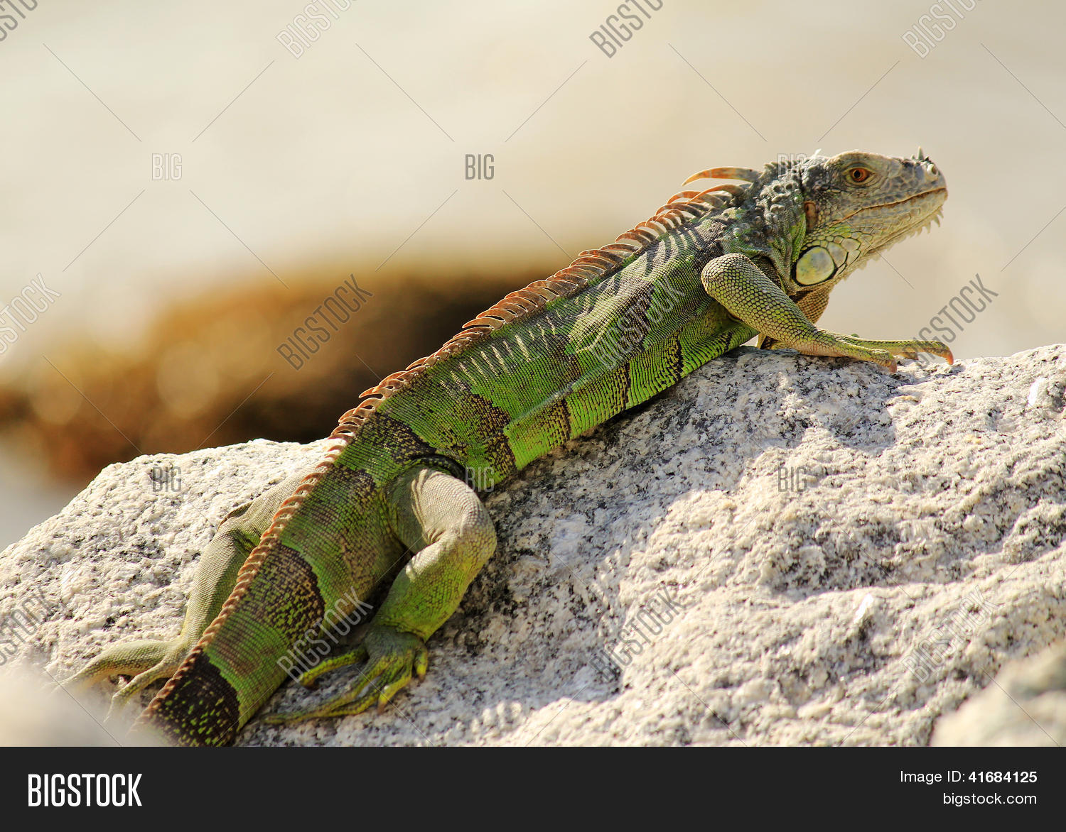 Zonnen afbeelding en foto (gratis proefversie) | Bigstock