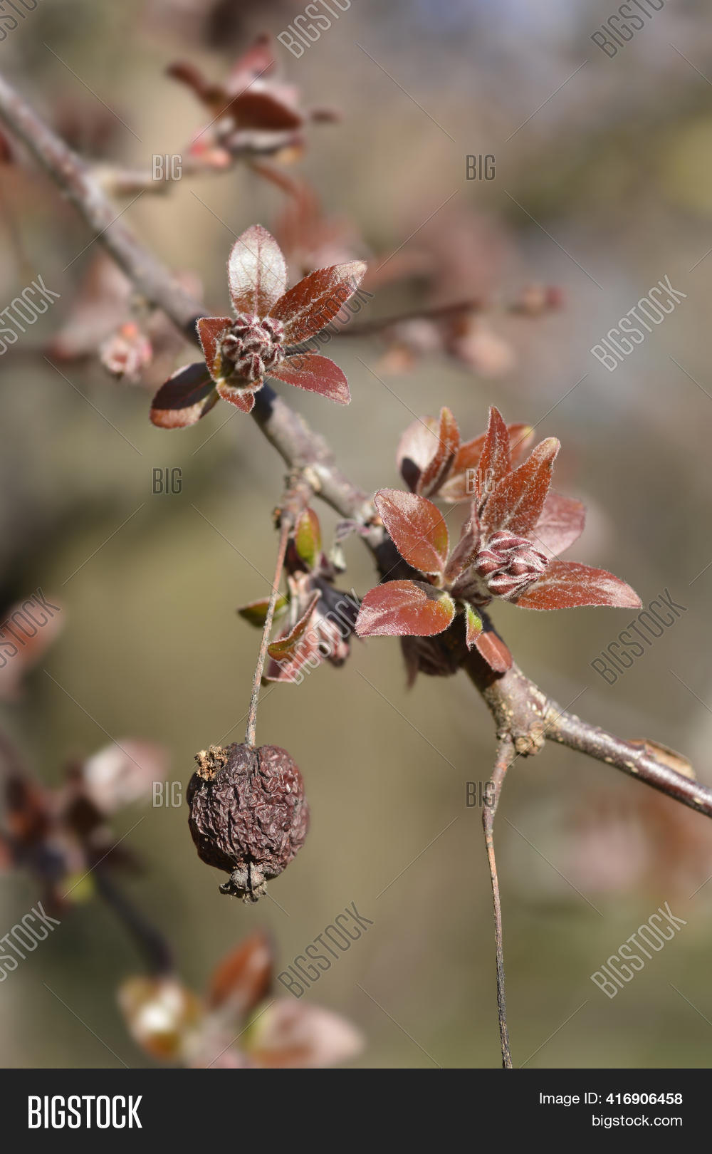Purple Crab Apple Tree Image & Photo (Free Trial) | Bigstock