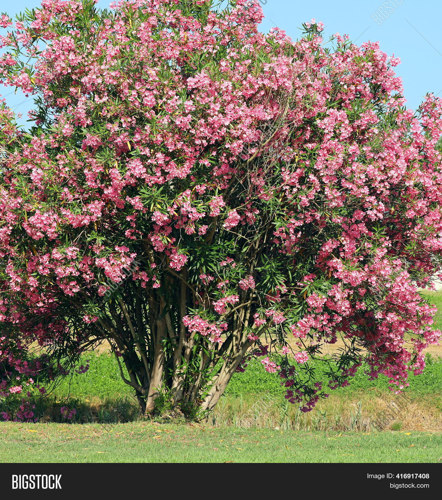 Oleander Tree Italy Image & Photo (Free Trial) | Bigstock