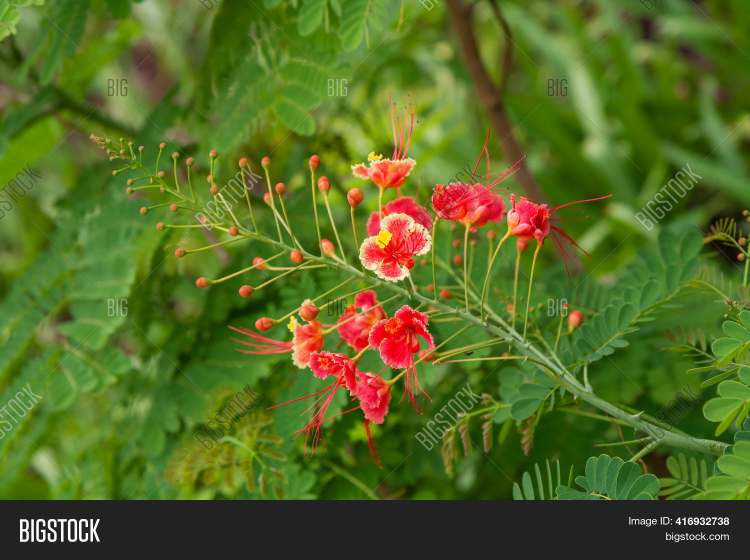 Racemose Inflorescence Image & Photo (Free Trial) | Bigstock