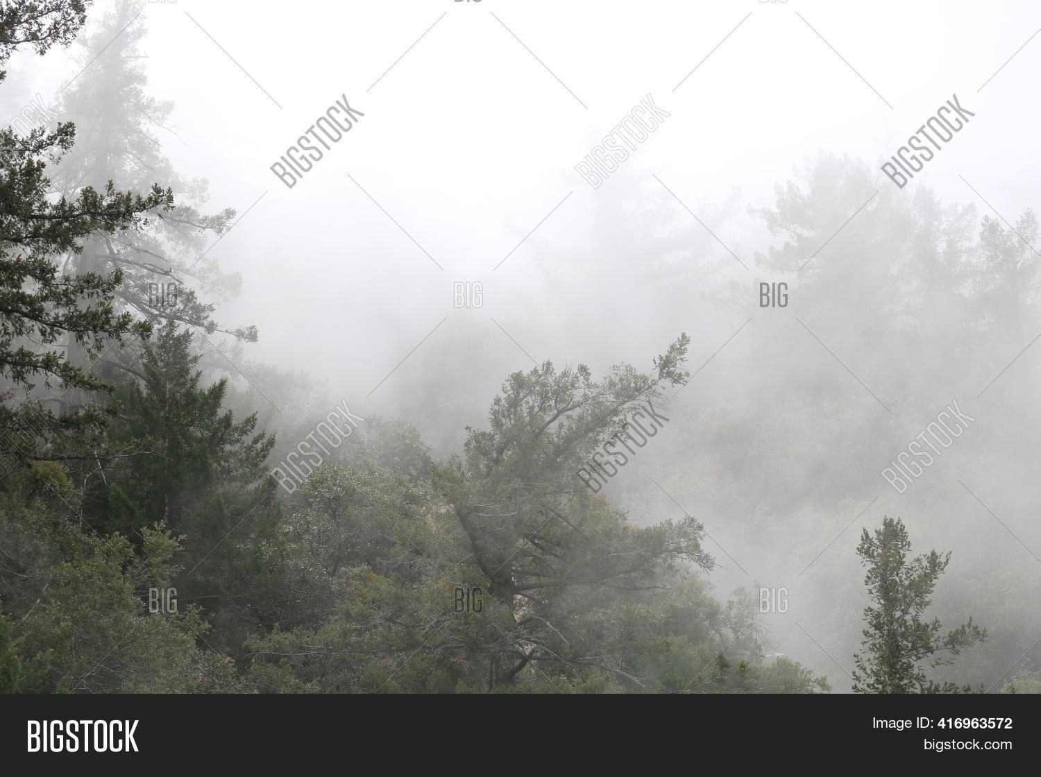 Fog Surrounding Pine Image & Photo (Free Trial) | Bigstock