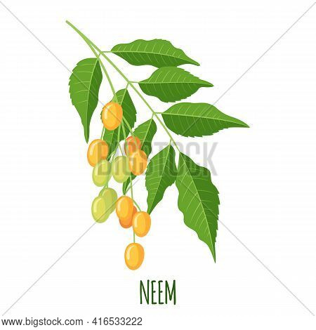Neem Images, Illustrations & Vectors (Free) - Bigstock