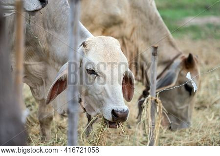 Close Cow Chewing Image & Photo (Free Trial) | Bigstock
