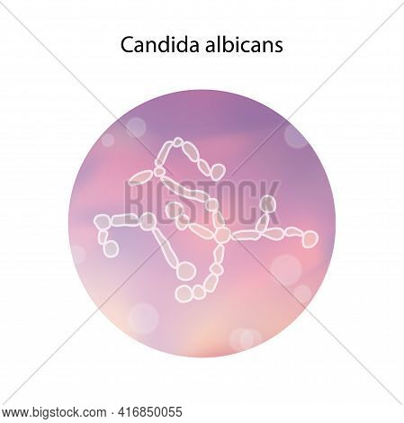 Candida Albicans. Vector & Photo (Free Trial) | Bigstock