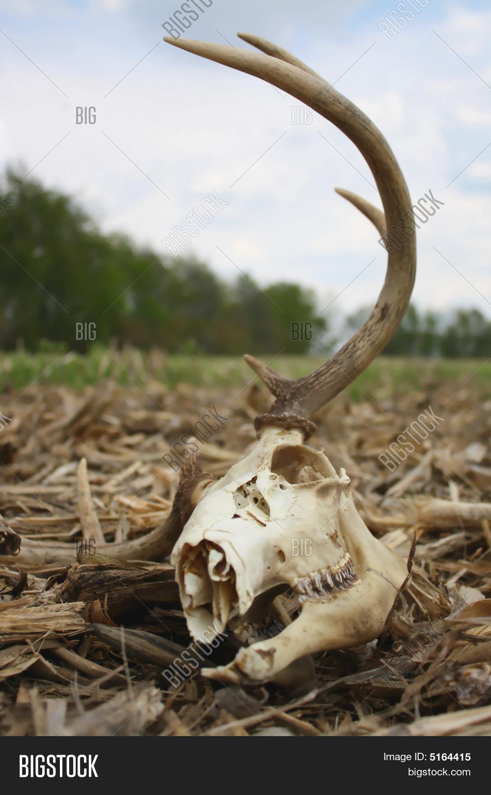 Skull Antler Image & Photo (Free Trial) | Bigstock