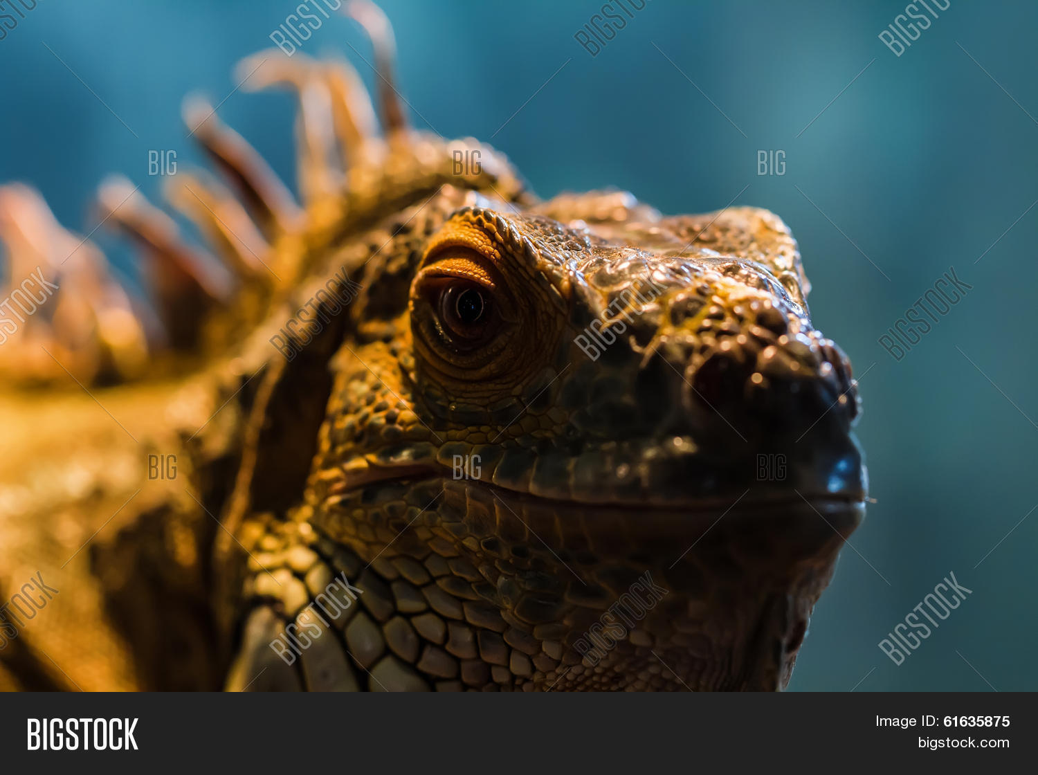 Guana Lizard Image & Photo (Free Trial) | Bigstock
