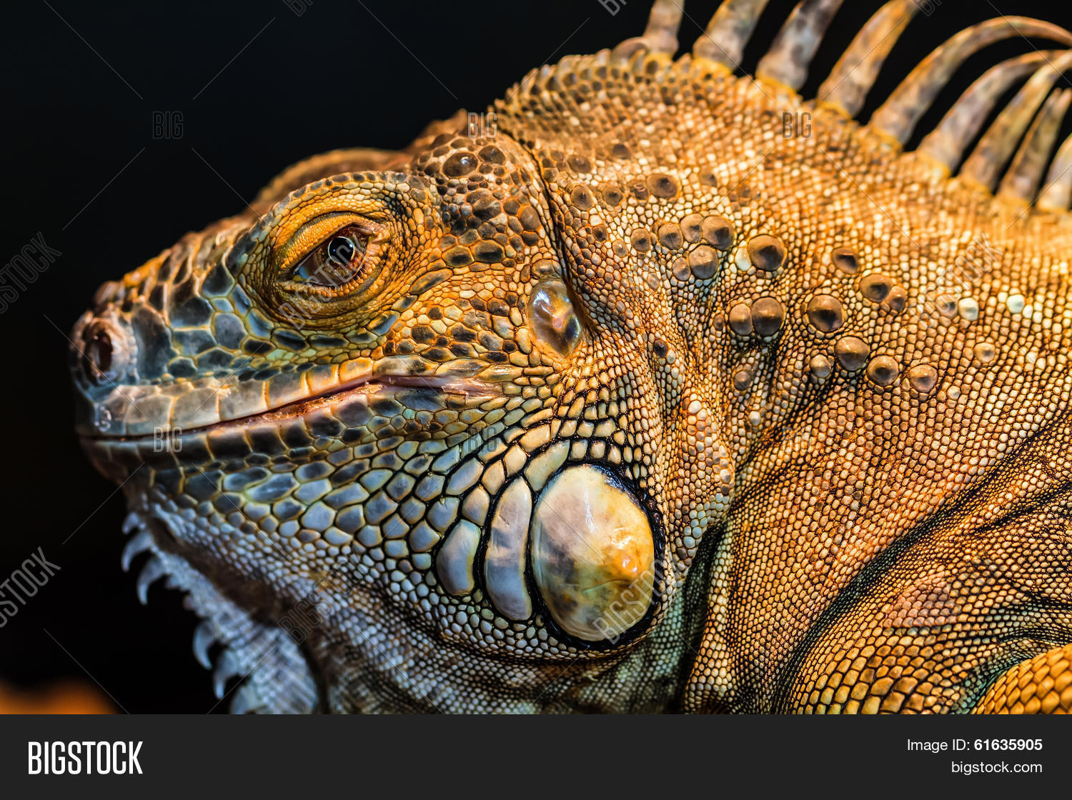 Imagen y foto Guana Lizard (prueba gratis) | Bigstock