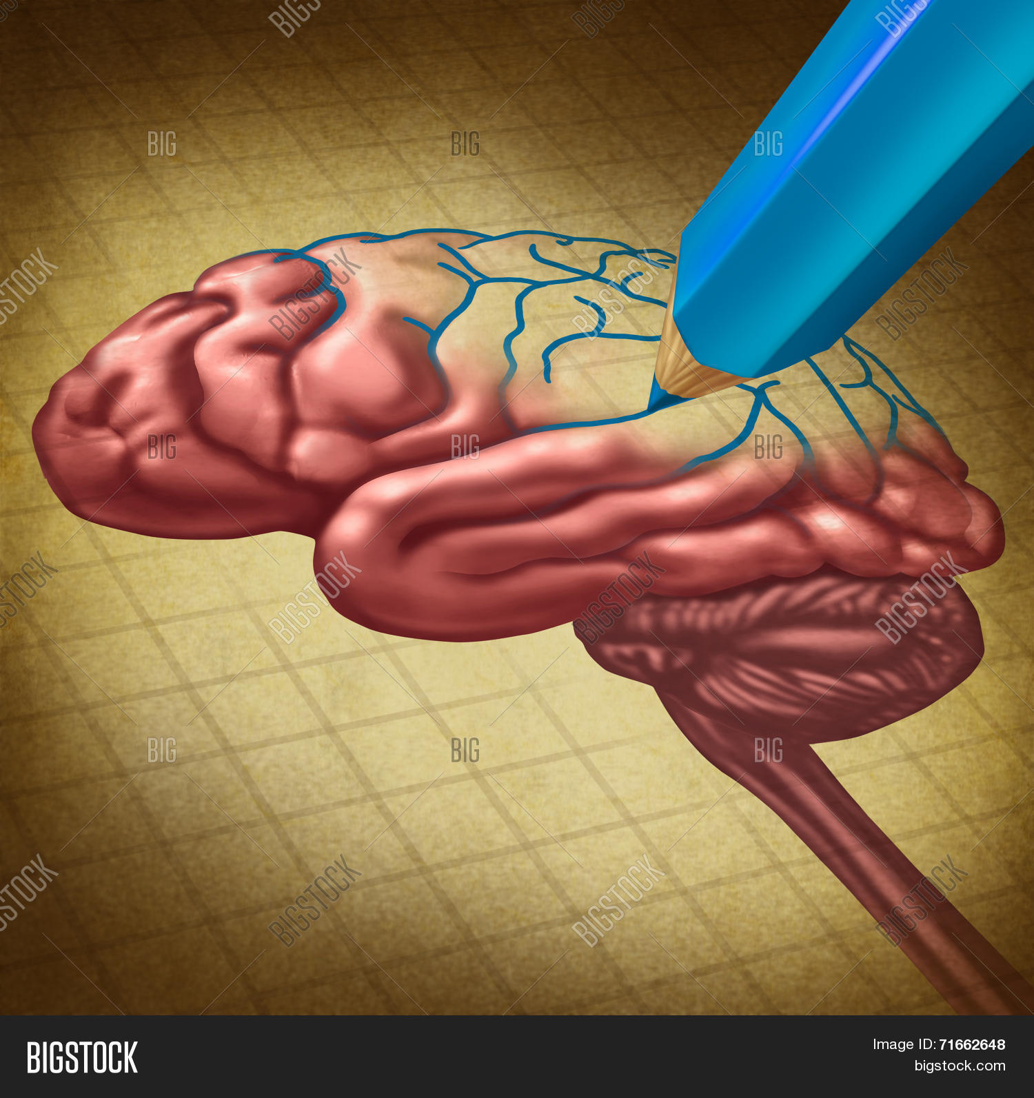 Repairing Brain Image & Photo (Free Trial) | Bigstock
