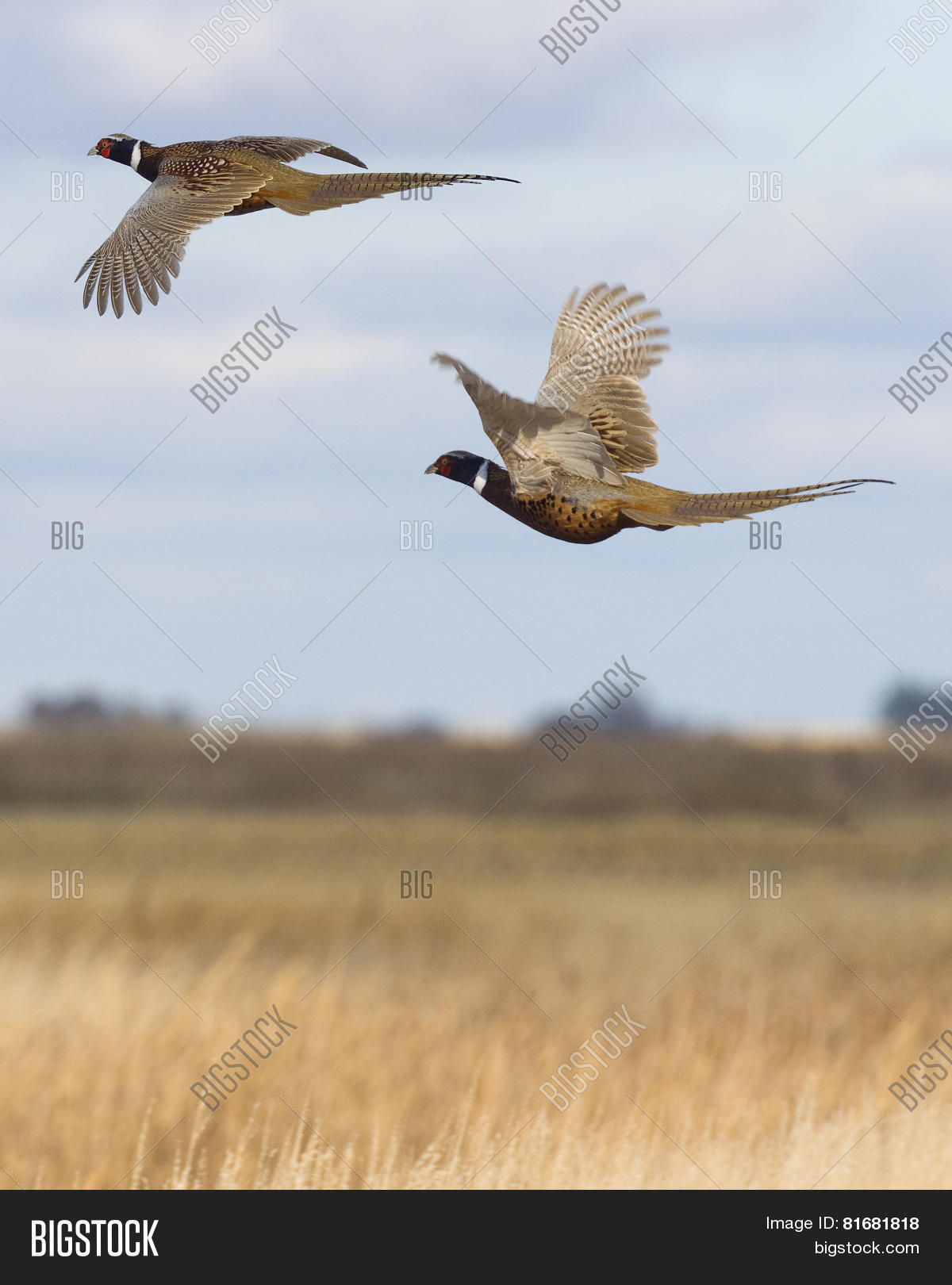 Rooster Pheasants Image & Photo (Free Trial) | Bigstock