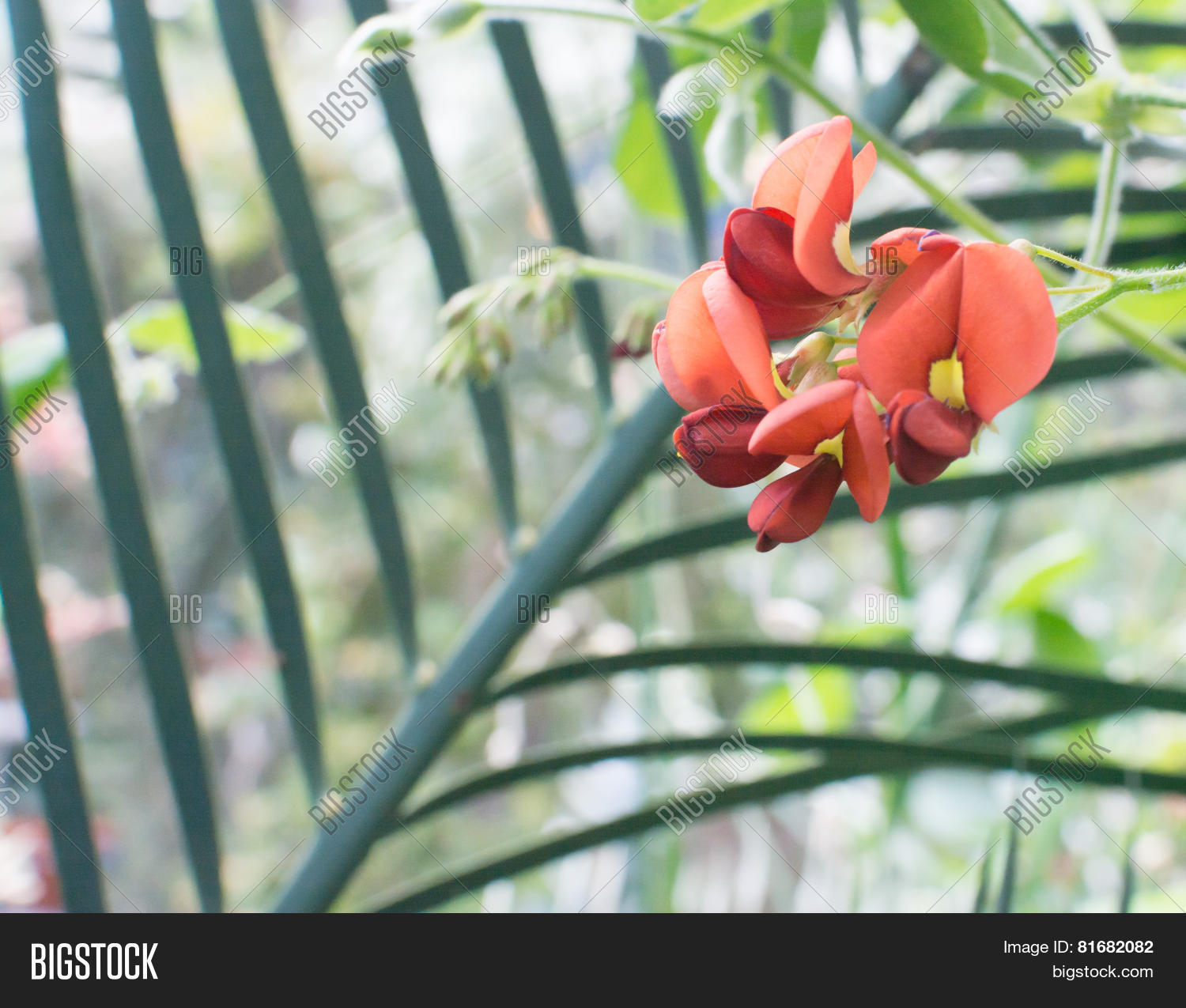 Flame Pea Palm Tree Image & Photo (Free Trial) | Bigstock