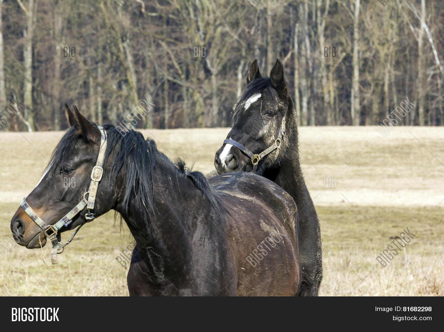 Horse Leaning Head On Image & Photo (Free Trial) | Bigstock