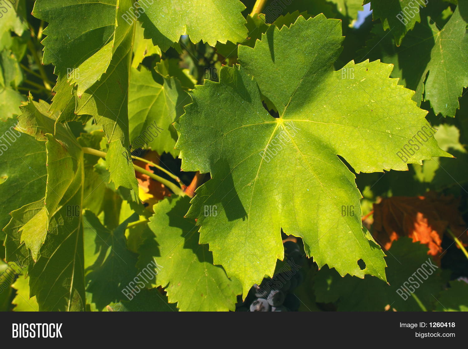 Vine Leaves Image & Photo (Free Trial) | Bigstock