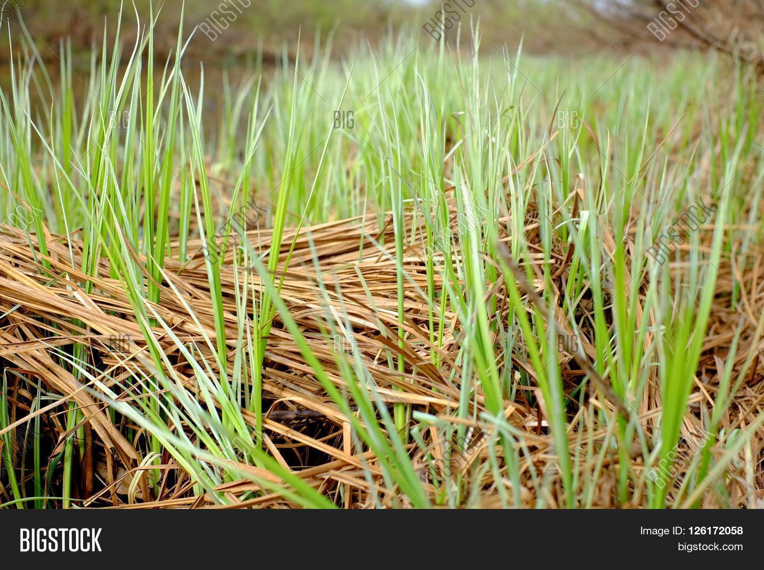 Grass Swamp Image & Photo (Free Trial) | Bigstock