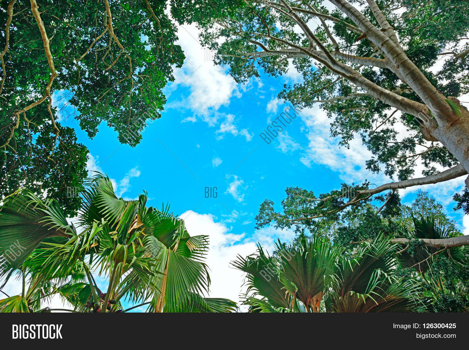 Background Branches Image & Photo (Free Trial) | Bigstock