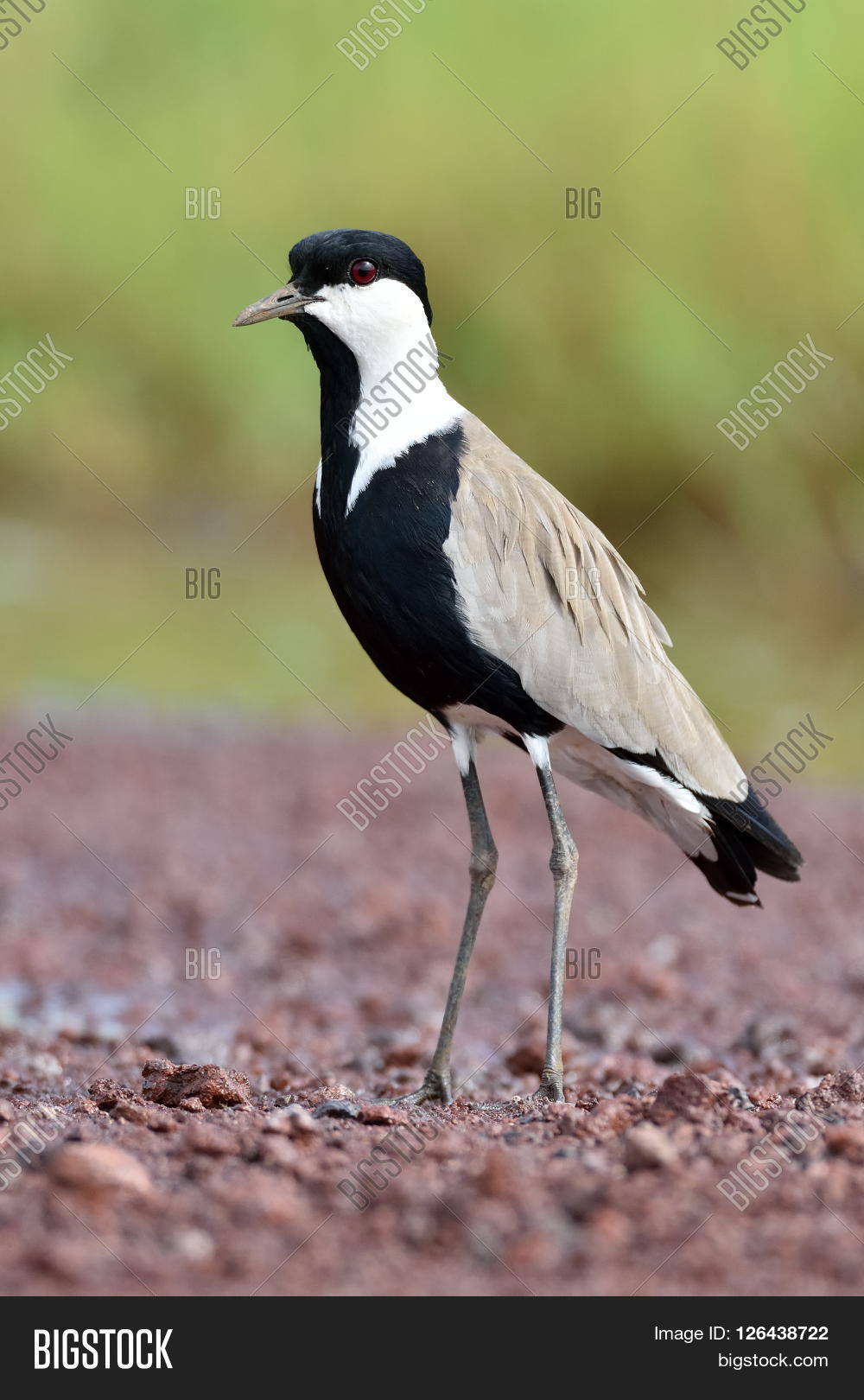 Spur-winged Lapwing ( Image & Photo (Free Trial) | Bigstock