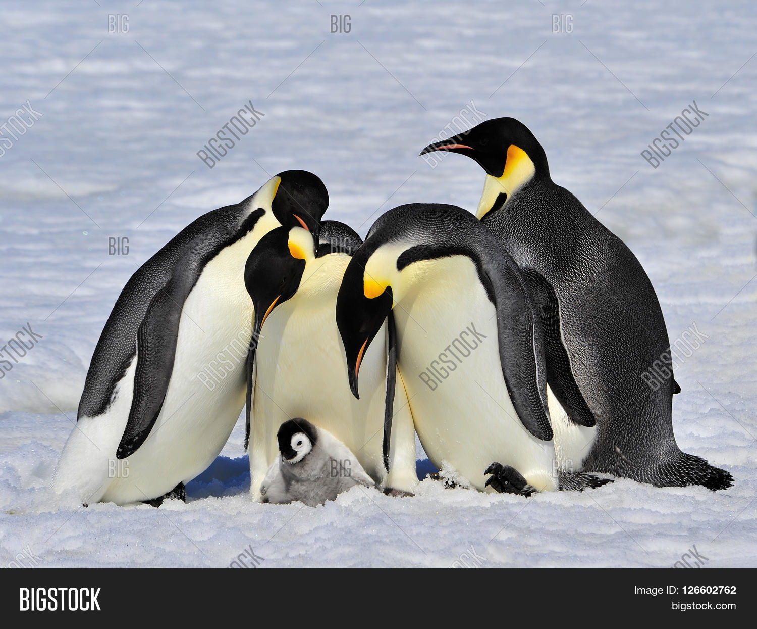 Emperor Penguins Chick Image & Photo (Free Trial) | Bigstock