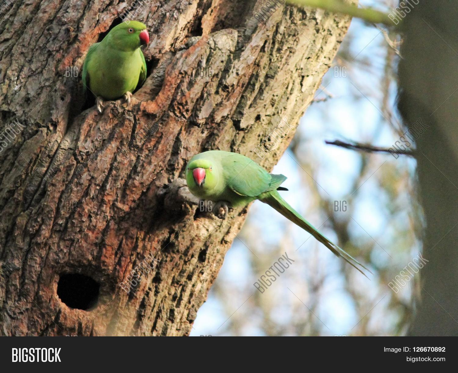 .rose-ringed Parakeet Image & Photo (Free Trial) | Bigstock