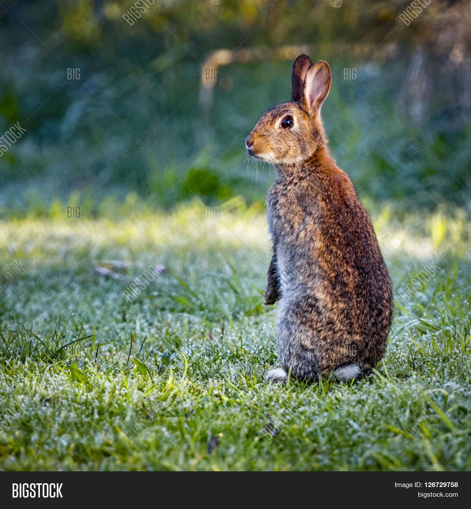 3 Wild Common Rabbit ( Image & Photo (Free Trial) | Bigstock
