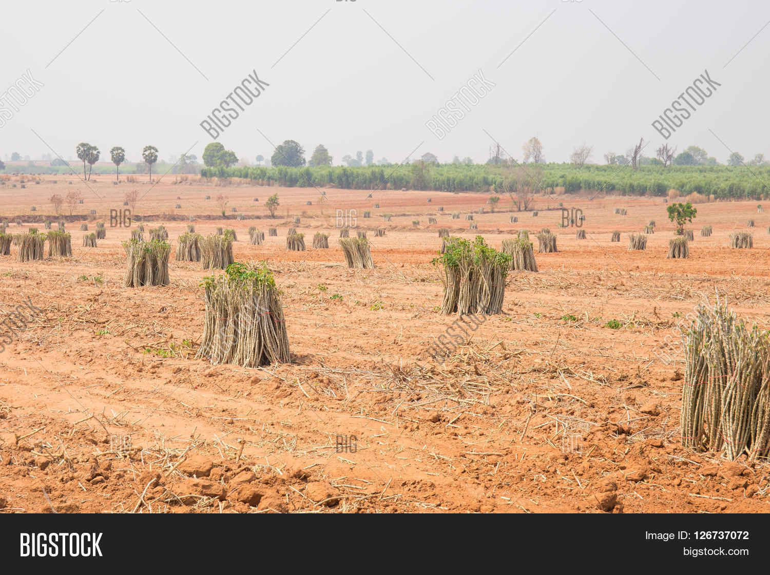 Cultivation Cassava Image & Photo (Free Trial) | Bigstock