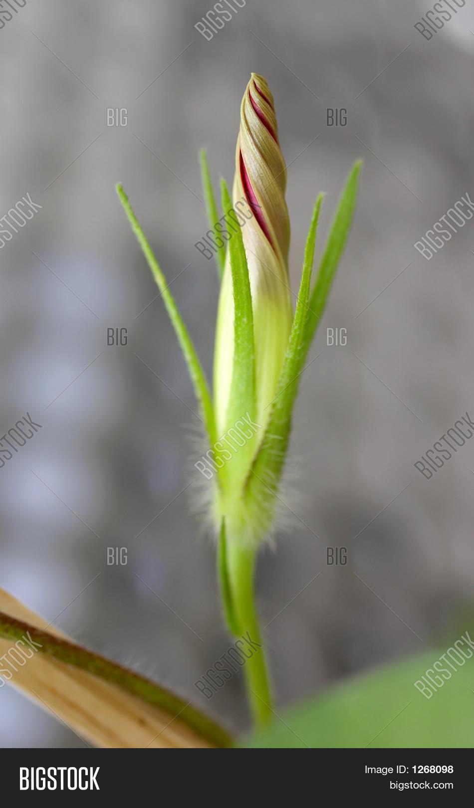 Budding Flower Image & Photo (Free Trial) | Bigstock