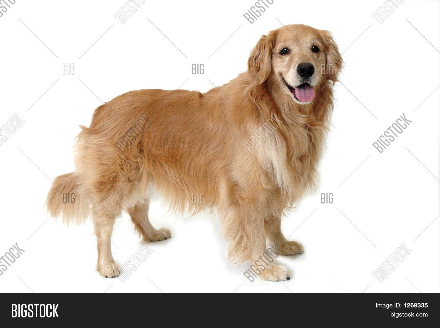 Golden Retriever Image & Photo (Free Trial) | Bigstock