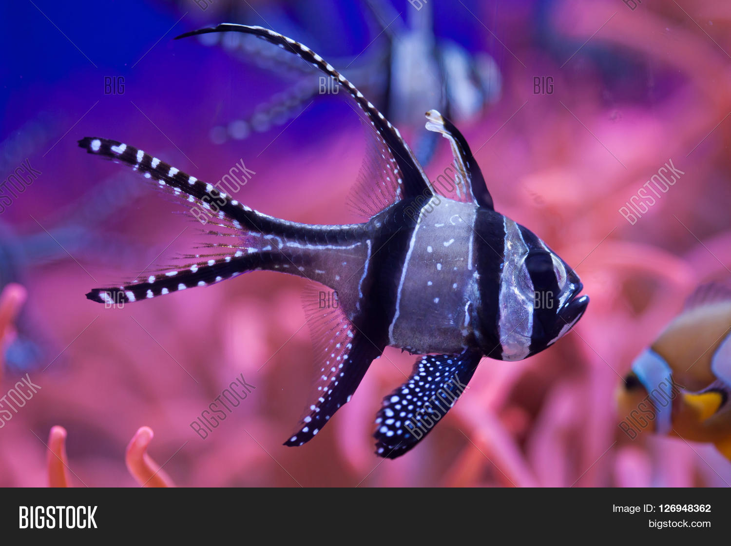 Banggai Cardinalfish ( Image & Photo (Free Trial) | Bigstock