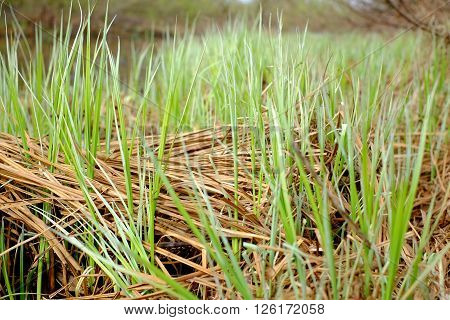 Grass Swamp Image & Photo (Free Trial) | Bigstock