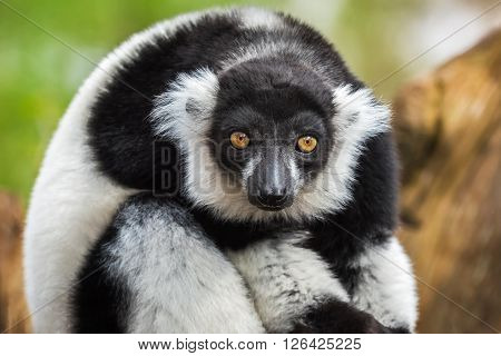 Portrait Adult Male Image & Photo (Free Trial) | Bigstock