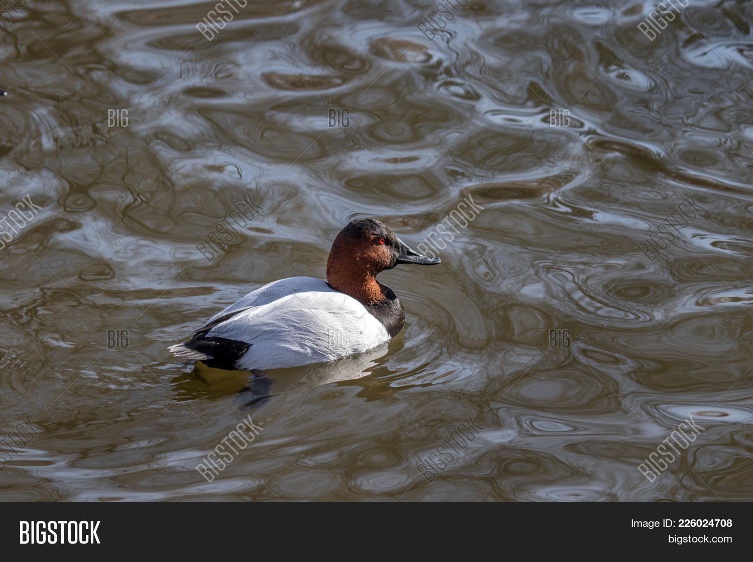 Adult, Male Canvasback Image & Photo (Free Trial) | Bigstock